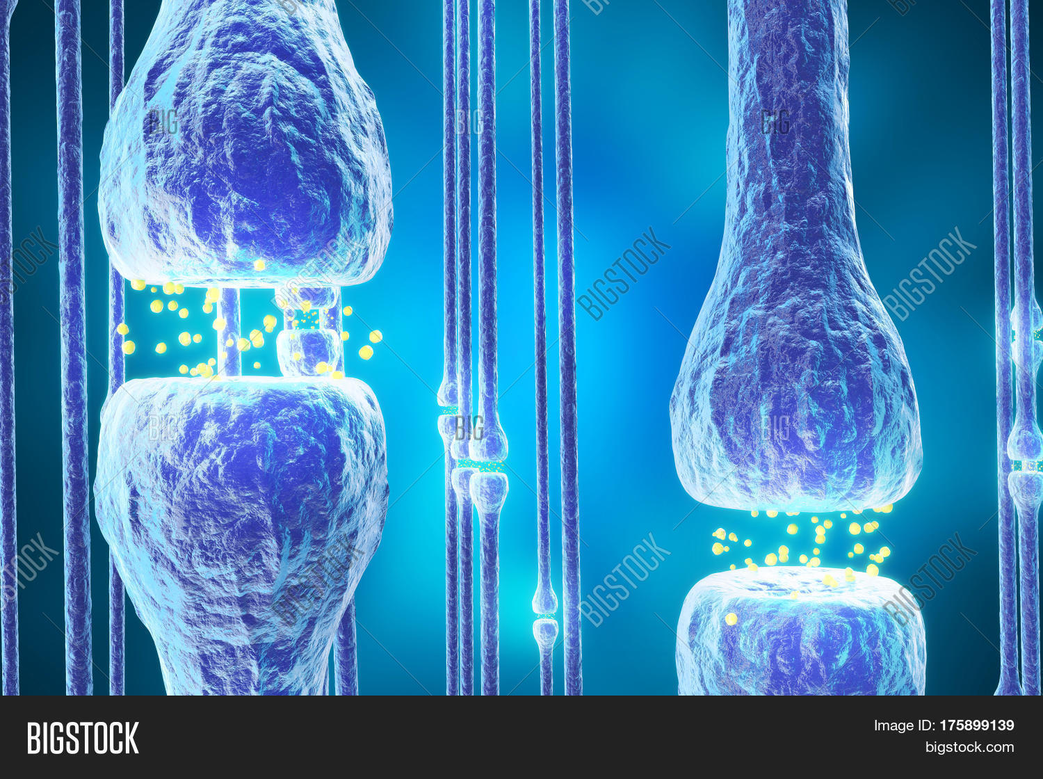 Synaptic Transmission Image & Photo (Free Trial) | Bigstock