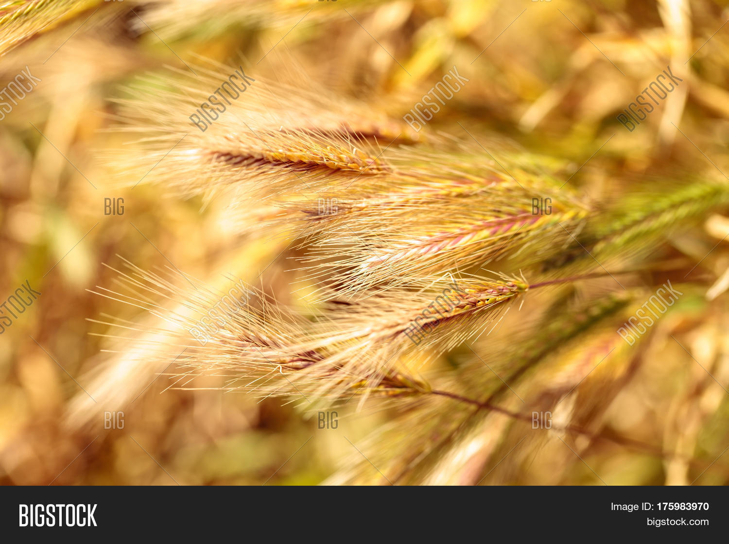 Yellow Fountain Grass Image & Photo (Free Trial) | Bigstock