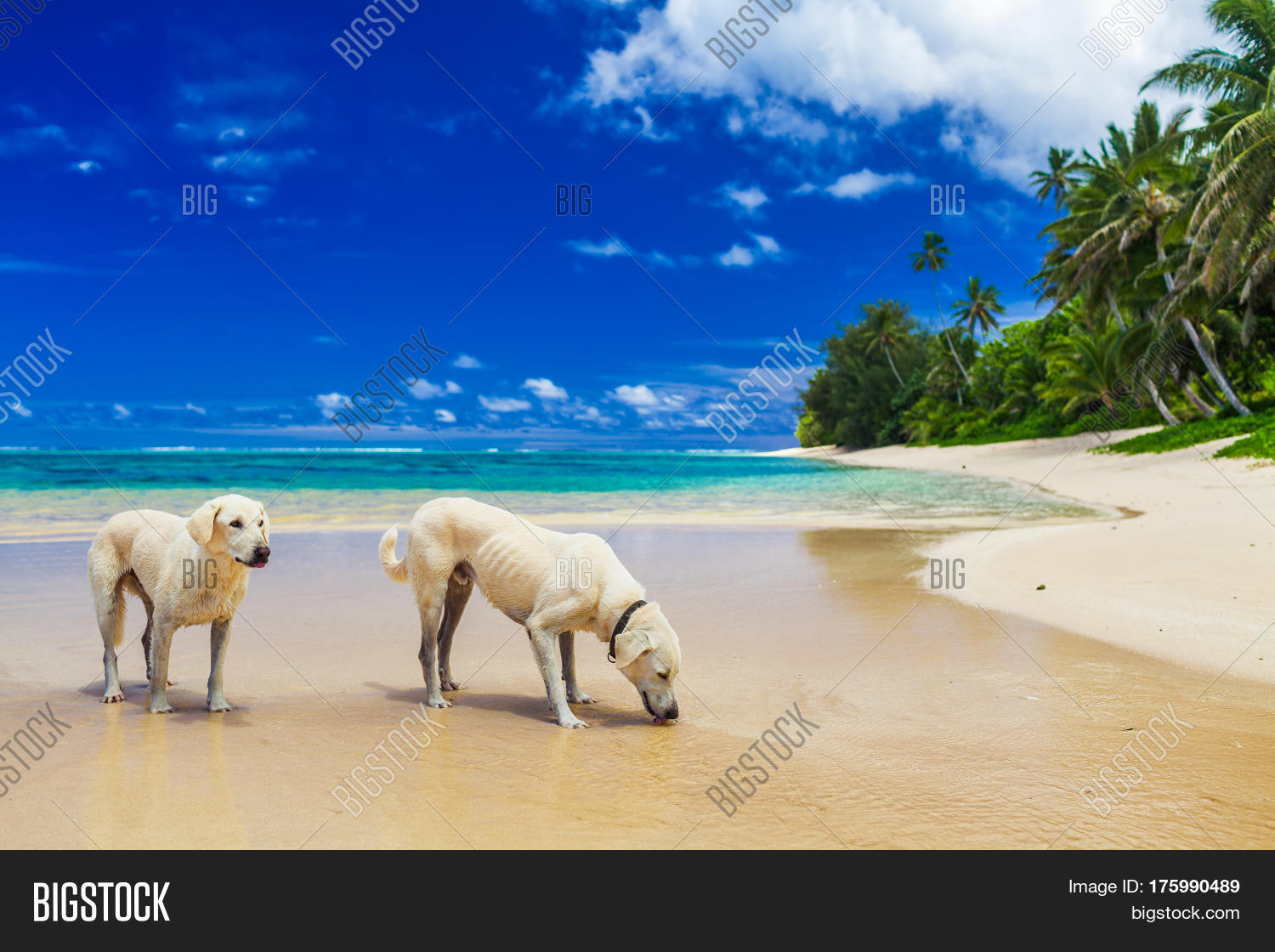 Two White Dogs Image & Photo (Free Trial) | Bigstock