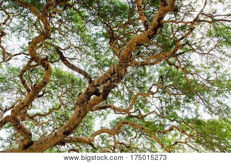 Twisted Branches Image & Photo (Free Trial) | Bigstock