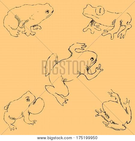 Frogs. Sketch By Hand Vector & Photo (Free Trial) | Bigstock