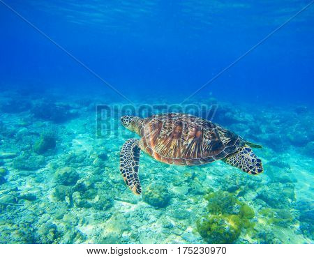 Wild Sea Turtle Water Image & Photo (Free Trial) | Bigstock