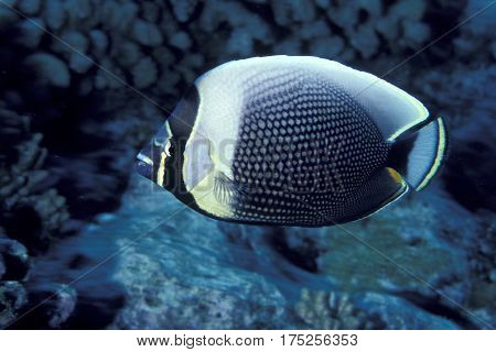 Reticulated Image & Photo (Free Trial) | Bigstock