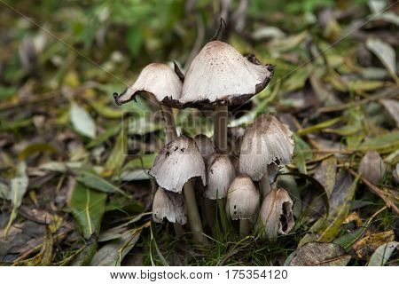Common Ink Cap ( Image & Photo (Free Trial) | Bigstock