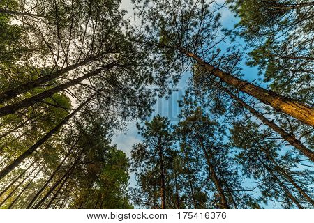 Group Pine Trees Image & Photo (Free Trial) | Bigstock