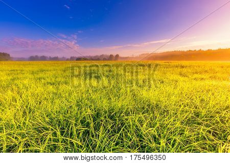 Mysterious Hazy Meadow Image & Photo (Free Trial) | Bigstock