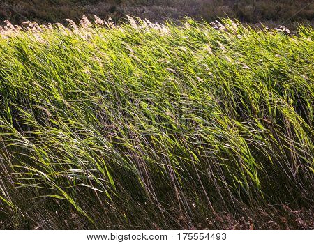 Tall Grass Field Sunny Image & Photo (Free Trial) | Bigstock