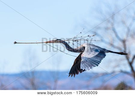 Great Blue 图片和照片（免费试用） | Bigstock