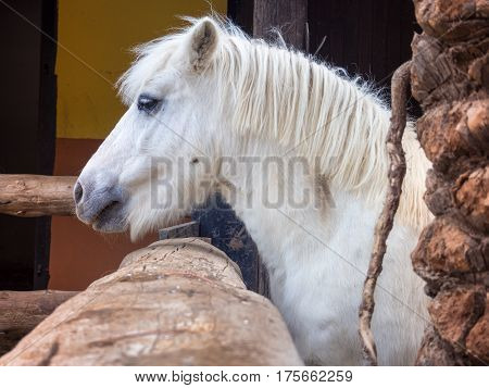 Portrait White Pony Image & Photo (Free Trial) | Bigstock