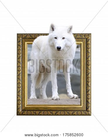 Arctic Wolf Frame 3D Image & Photo (Free Trial) | Bigstock
