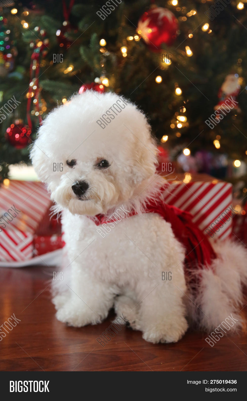 Christmas Dog. Small Image & Photo (Free Trial) | Bigstock