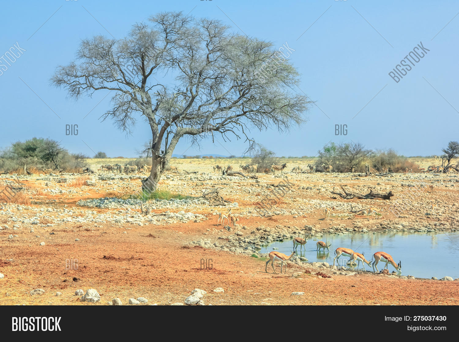 Namibian Tree Etosha Image & Photo (Free Trial) | Bigstock