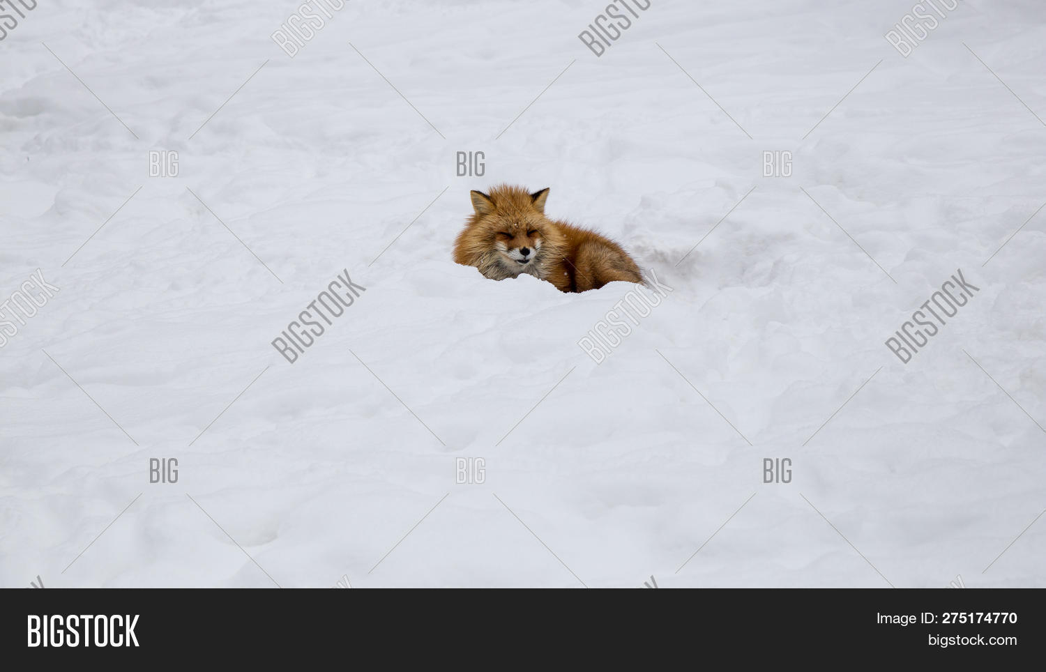 Japanese Red Fox Snow Image & Photo (Free Trial) | Bigstock