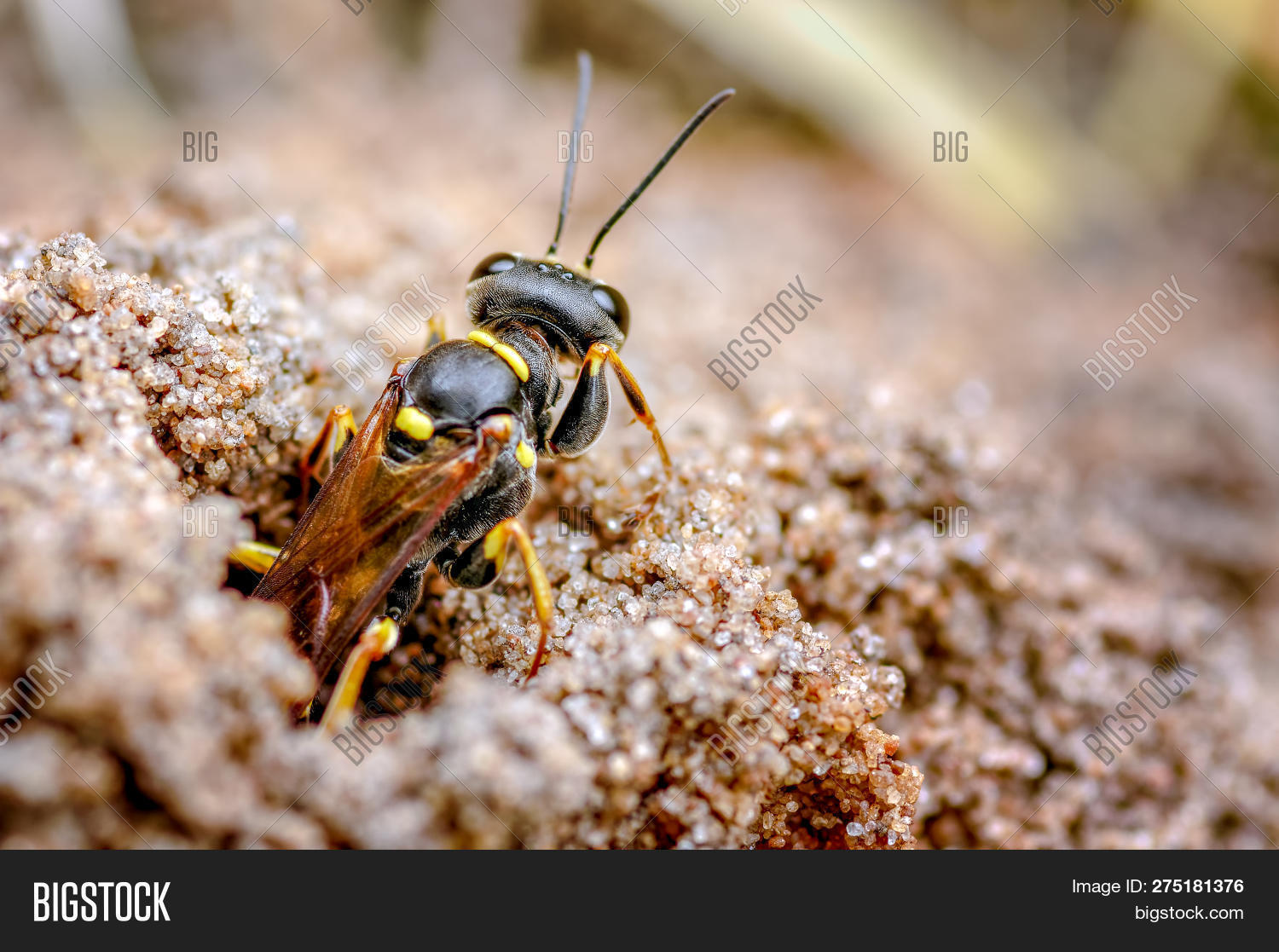 This Field Digger Wasp Image & Photo (Free Trial) | Bigstock