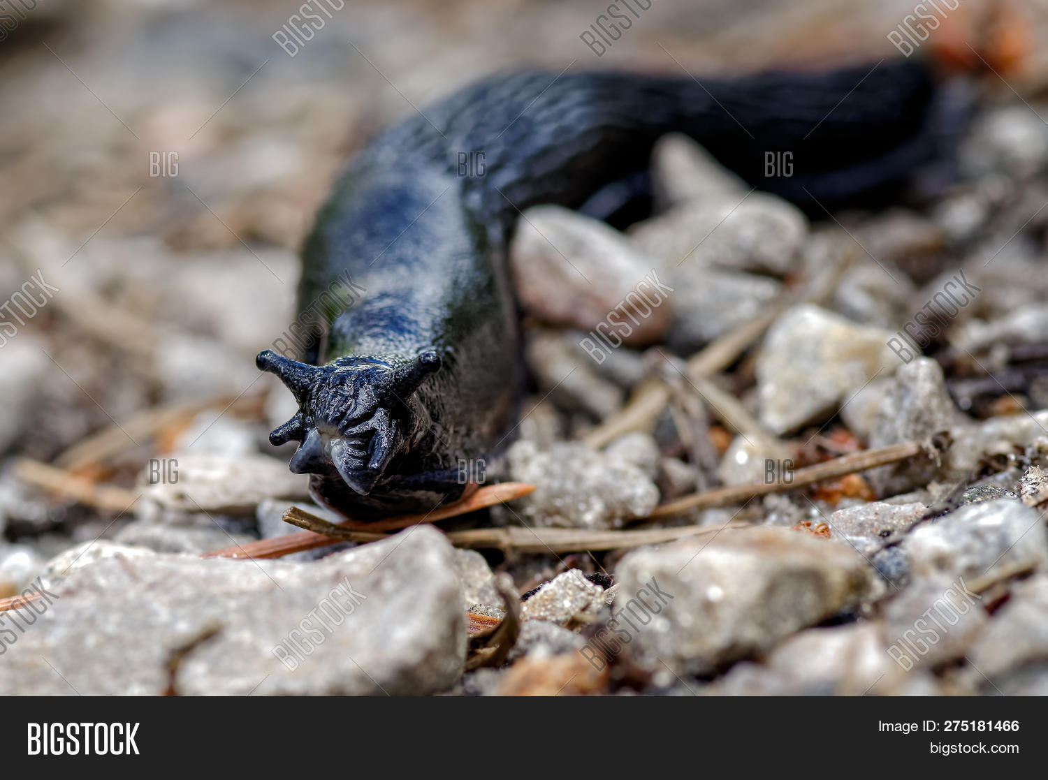 This Typical Jet Black Image & Photo (Free Trial) | Bigstock