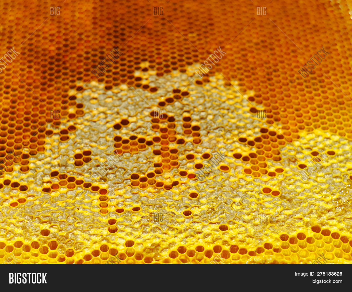 Bee Honeycombs. Image & Photo (Free Trial) | Bigstock