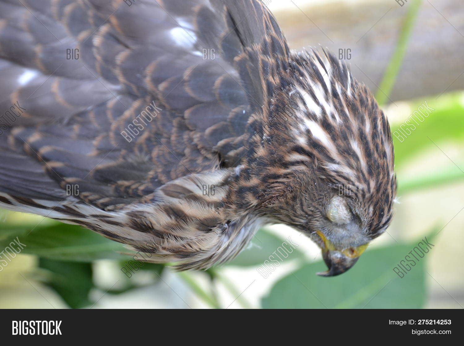 Injured Coopers Hawk Image & Photo (Free Trial) | Bigstock