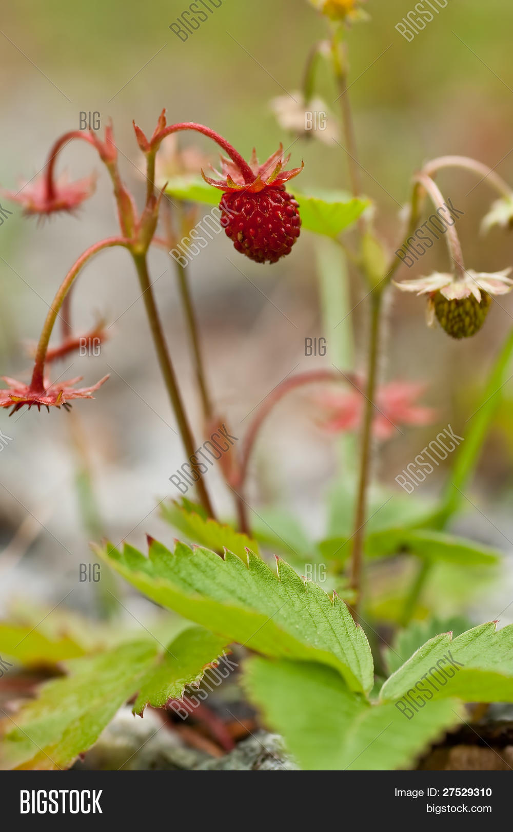 Wild Strawberry Image & Photo (Free Trial) | Bigstock