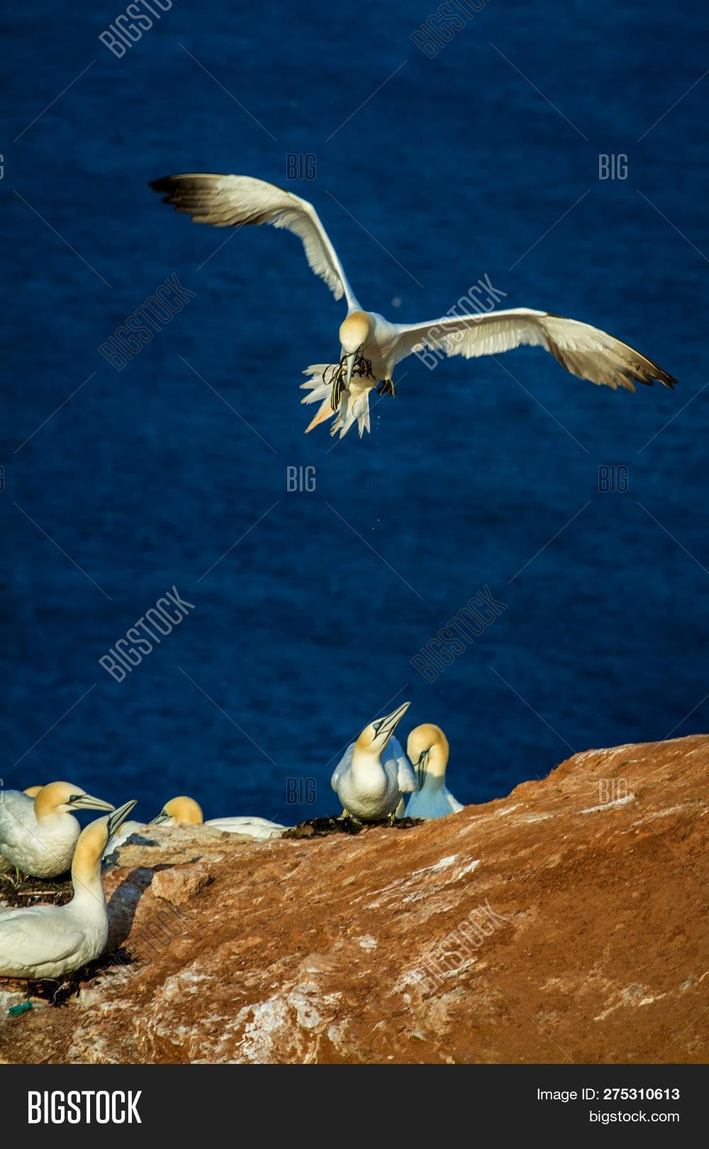 Northern Gannet (morus Image & Photo (Free Trial) | Bigstock