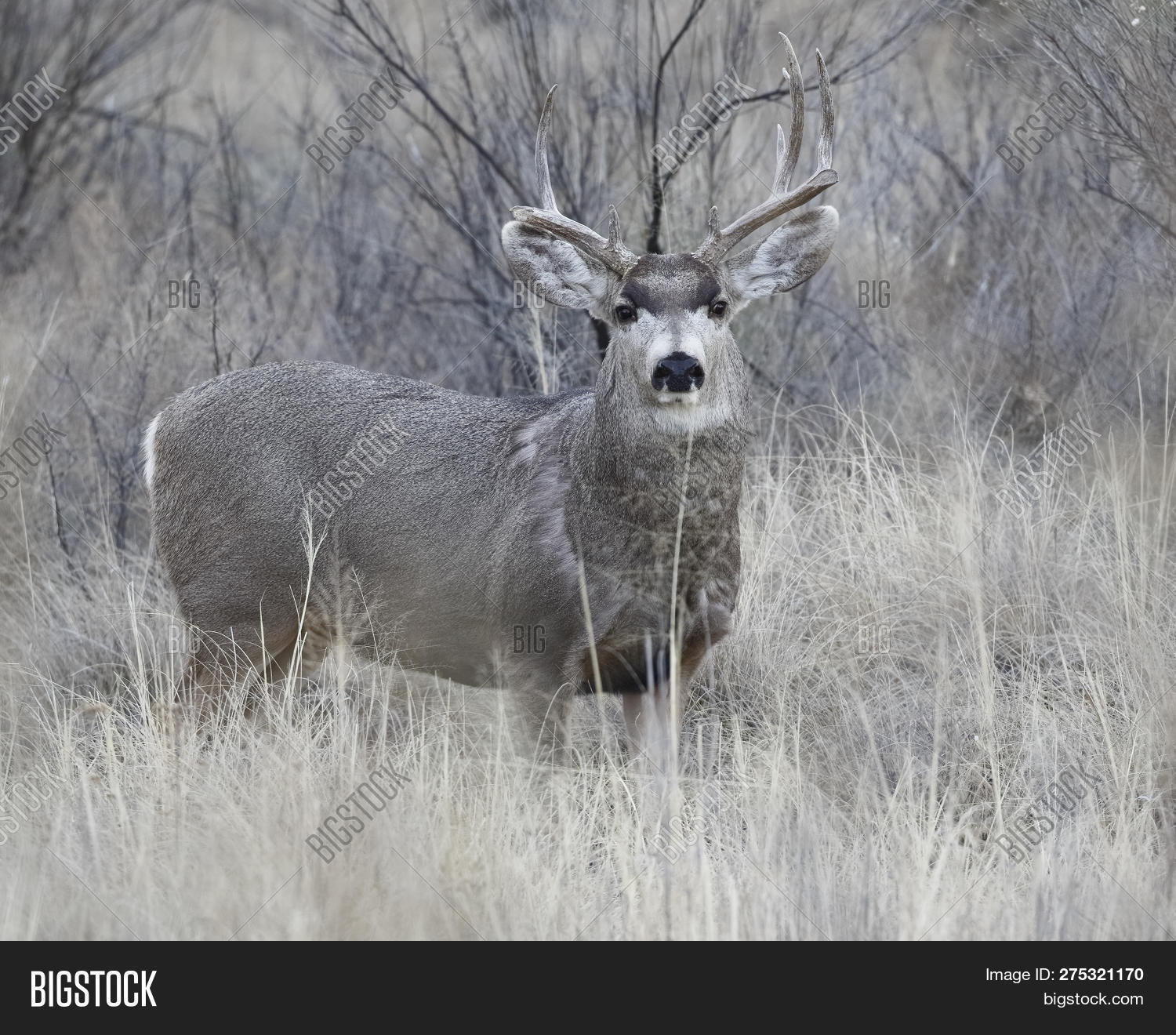 Male Mule Deer ( Image & Photo (Free Trial) | Bigstock