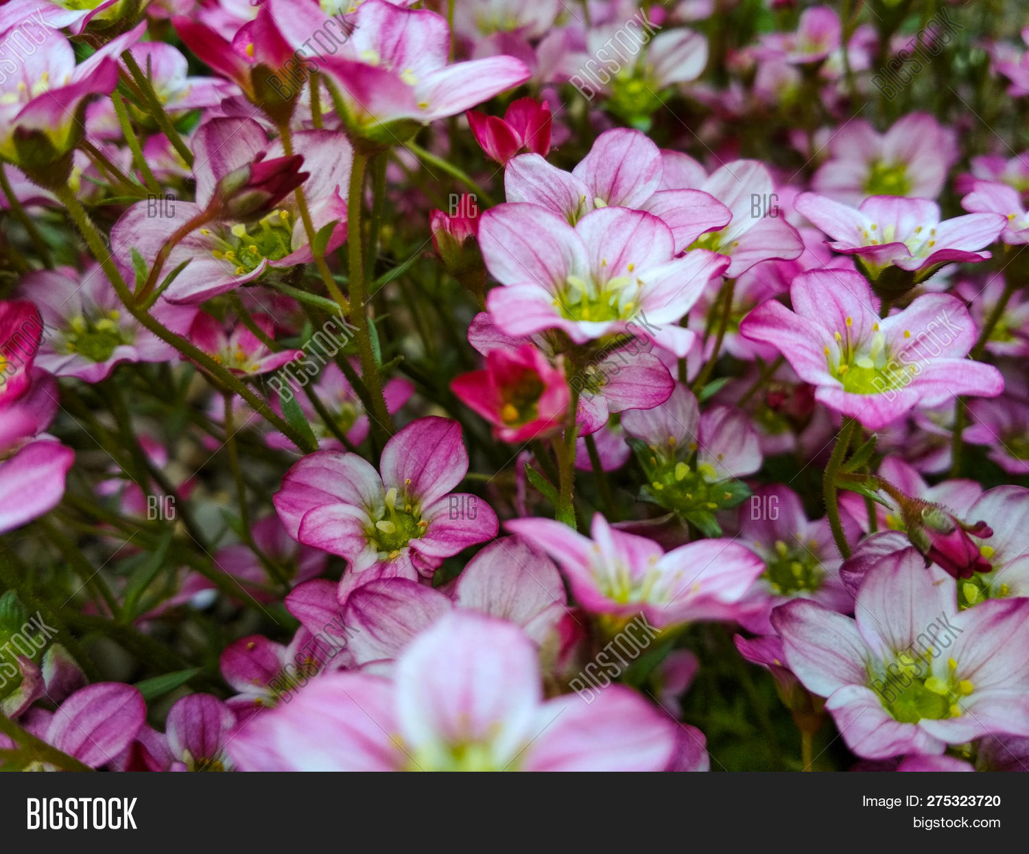 Many Little Pink Image & Photo (Free Trial) | Bigstock
