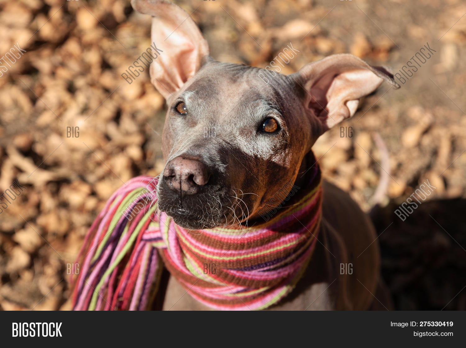 Pretty Pale Dog Bright Image & Photo (Free Trial) | Bigstock