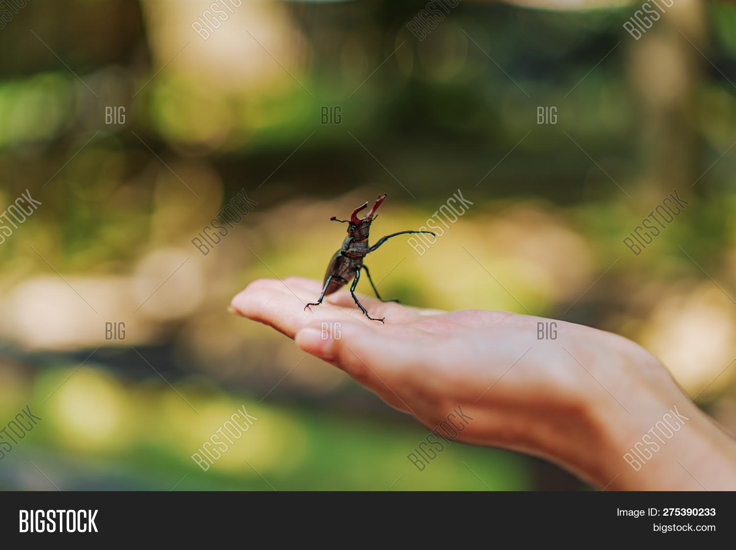 Stag Beetle Hand. Image & Photo (Free Trial) | Bigstock