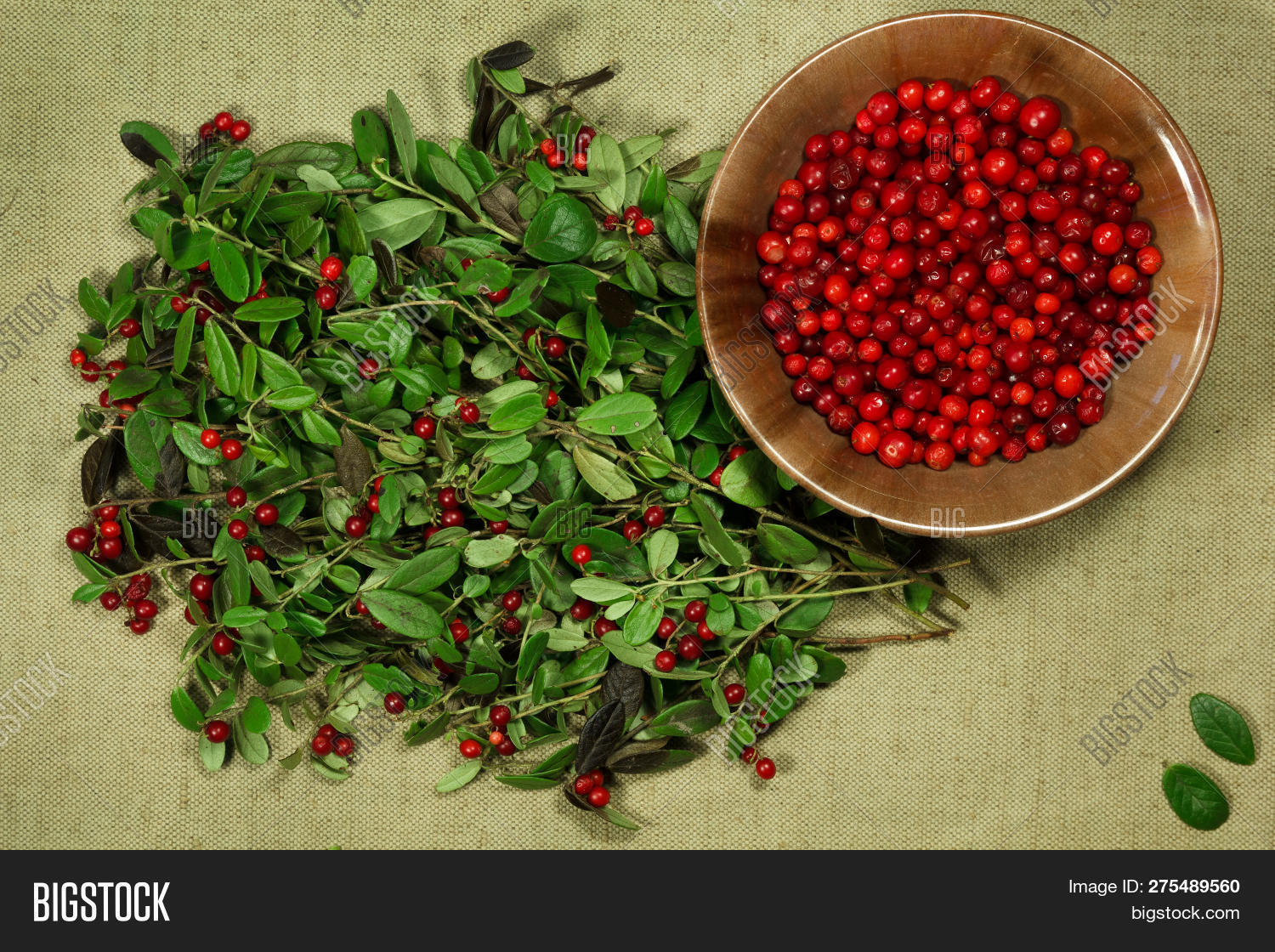 Lingonberry, Cowberry Image & Photo (Free Trial) | Bigstock