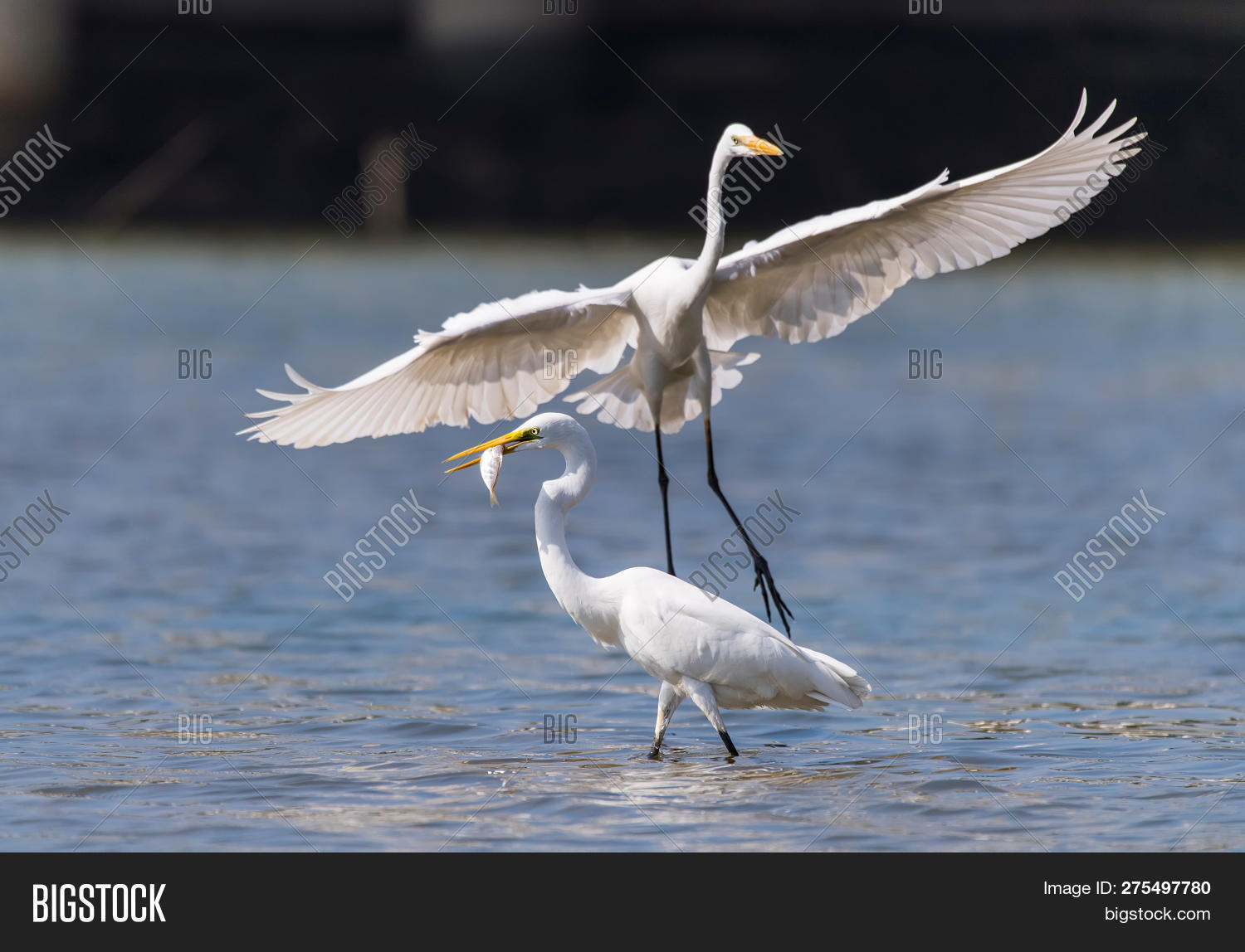 Bird Fight - Great Image & Photo (Free Trial) | Bigstock