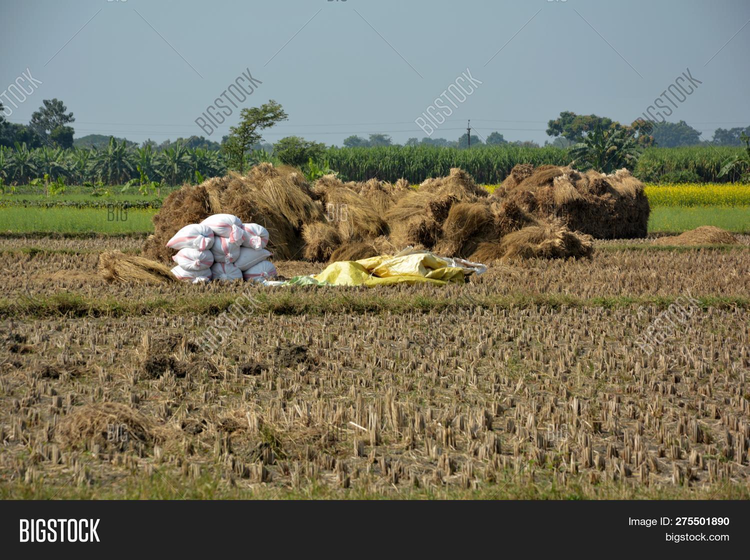 Stacks Paddy Hay, Image & Photo (Free Trial) | Bigstock