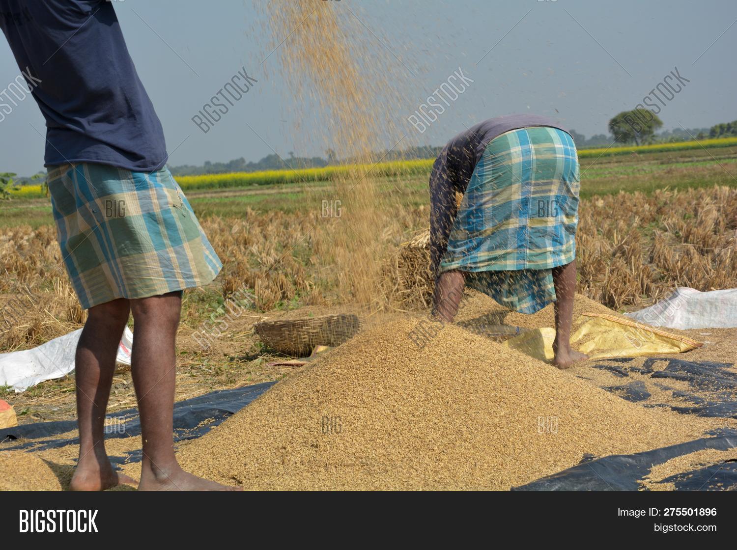 Man Winnowing Chaff Image & Photo (Free Trial) | Bigstock