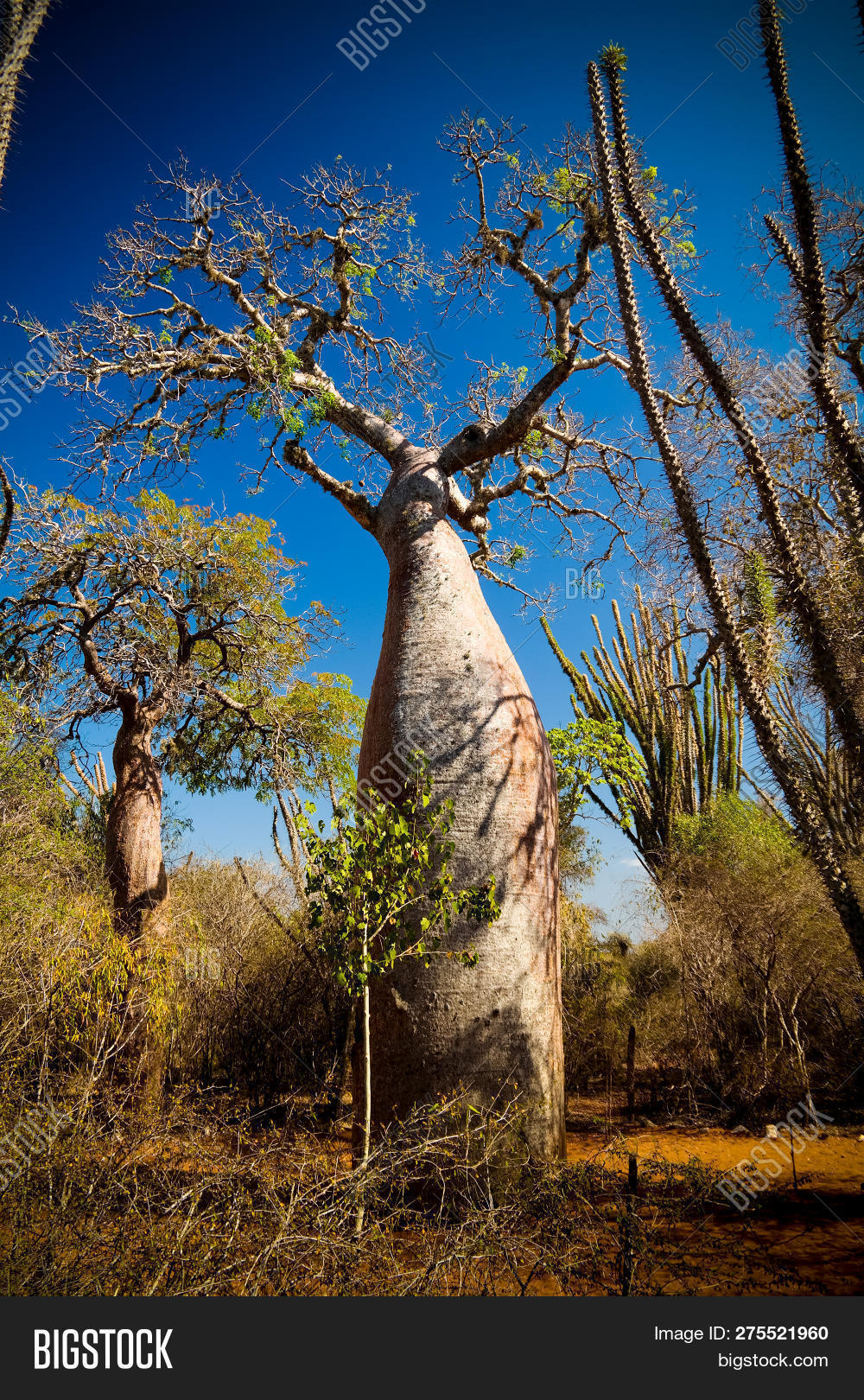 Landscape Adansonia Image & Photo (Free Trial) | Bigstock