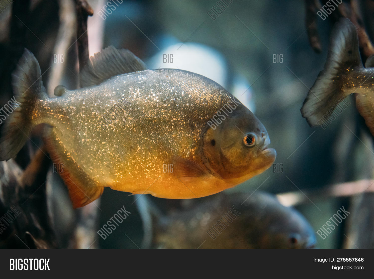 Red-bellied Piranha Image & Photo (Free Trial) | Bigstock