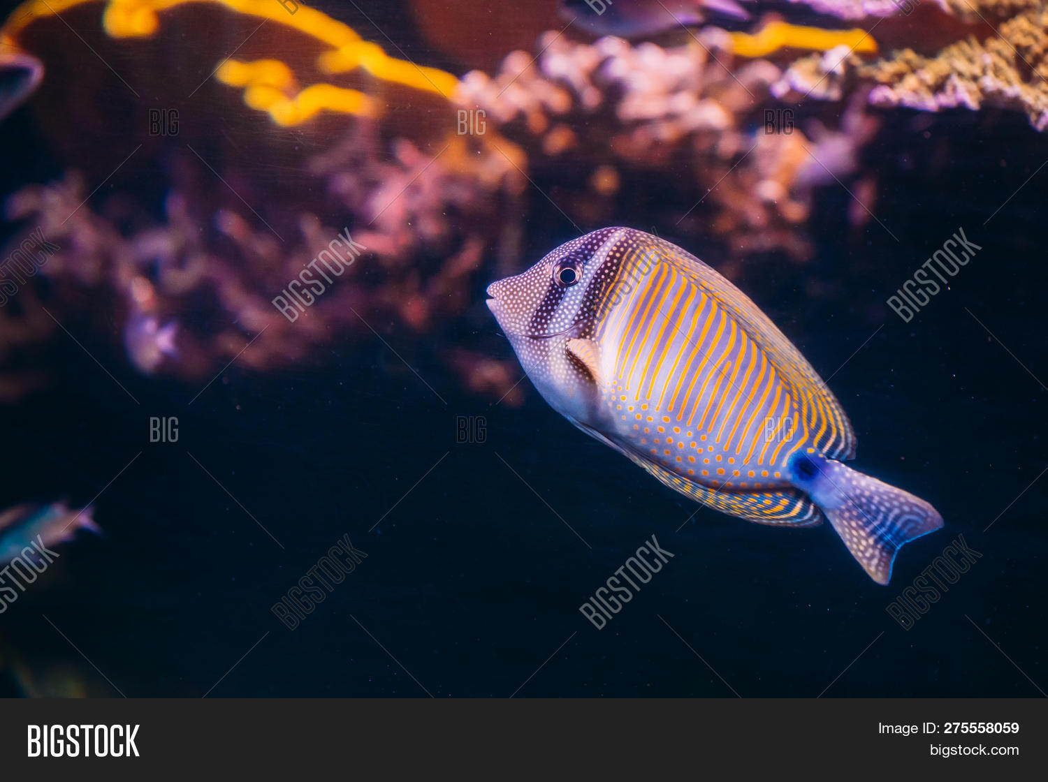 Kole Tang Spotted Image & Photo (Free Trial) | Bigstock