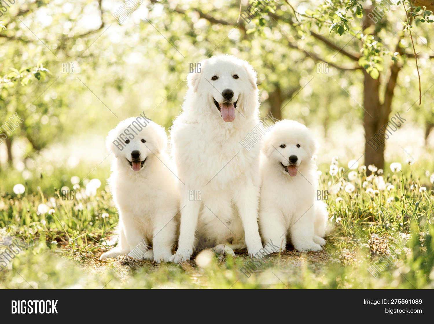 Amazing Portrait Three Image & Photo (Free Trial) | Bigstock