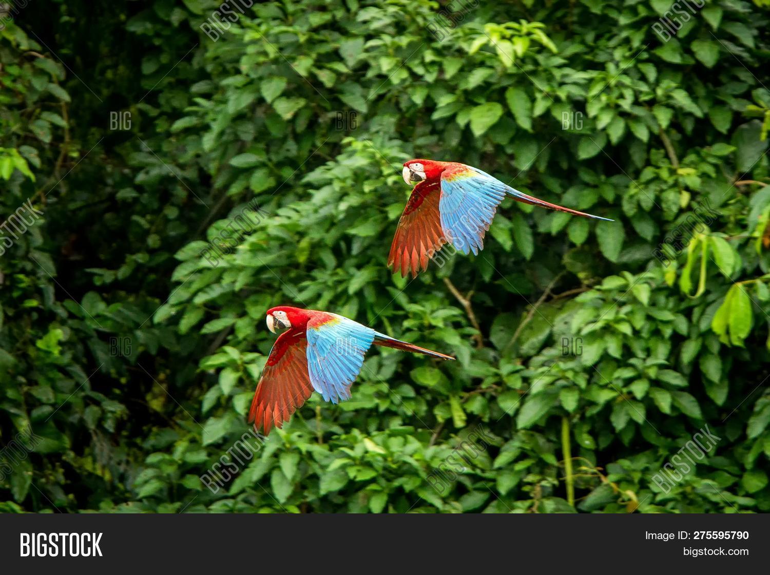 Two Red Parrots Flight Image & Photo (Free Trial) | Bigstock