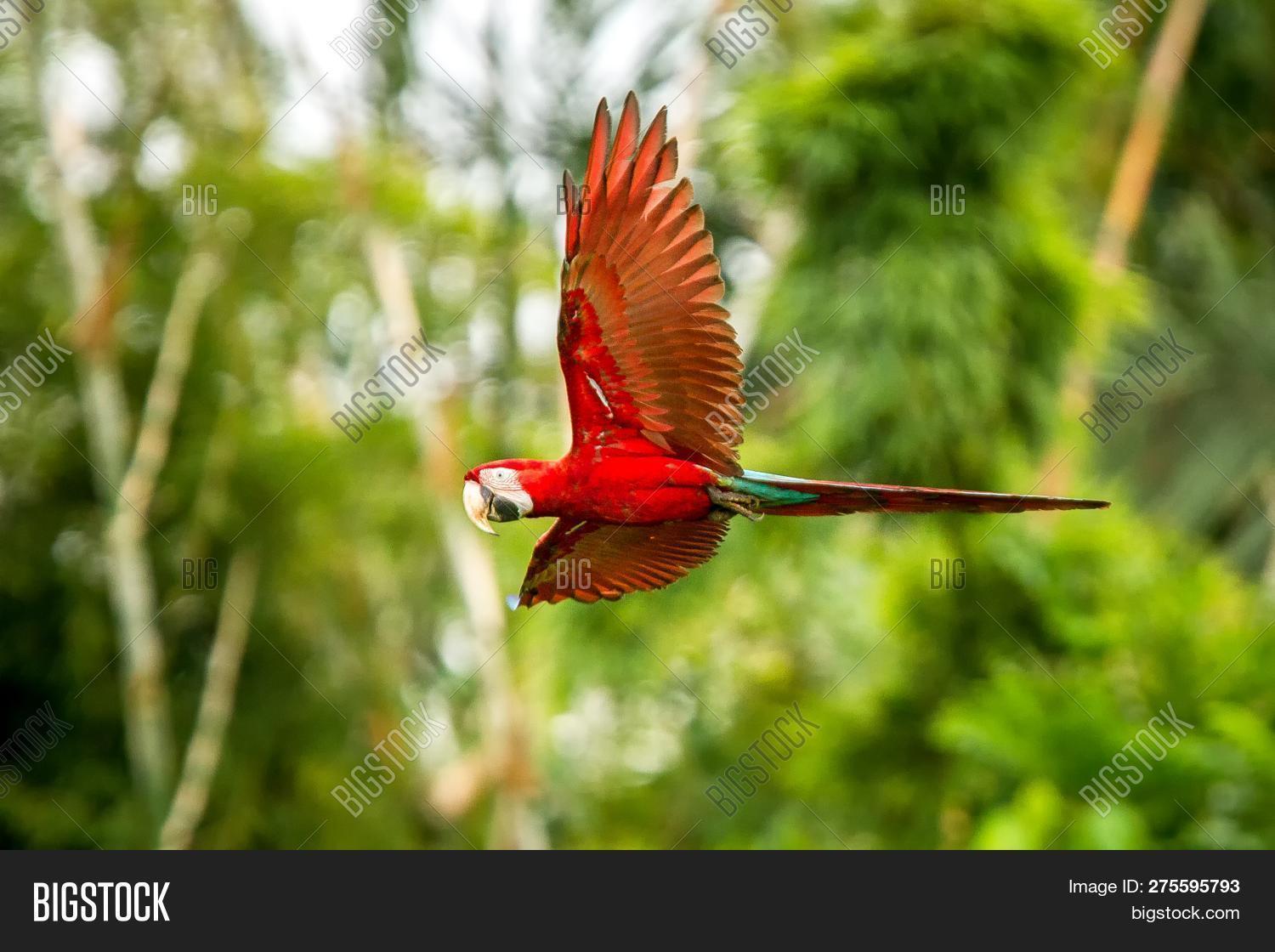 Red Parrot Flight. Image & Photo (Free Trial) | Bigstock