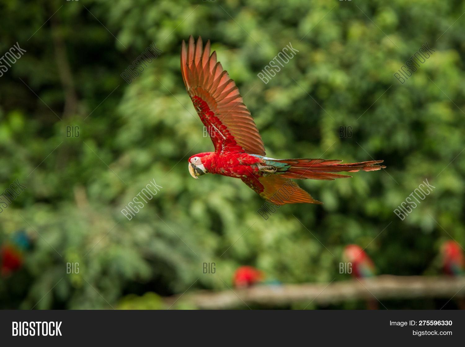 Red Parrot Flight. Image & Photo (Free Trial) | Bigstock