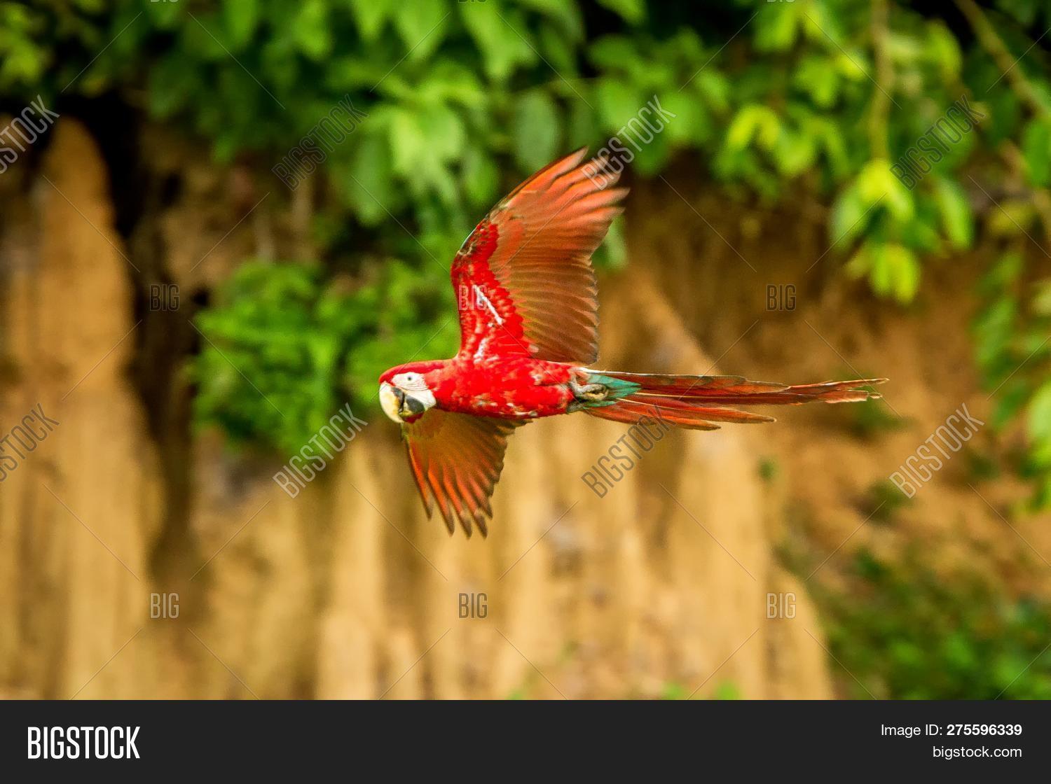 Red Parrot Flight. Image & Photo (Free Trial) | Bigstock