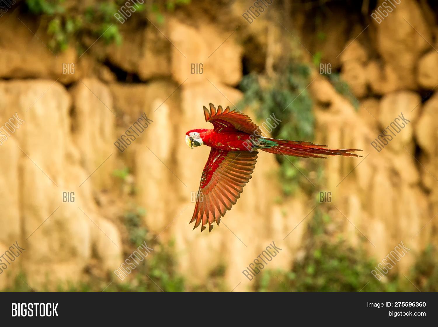 Red Parrot Flight. Image & Photo (Free Trial) | Bigstock