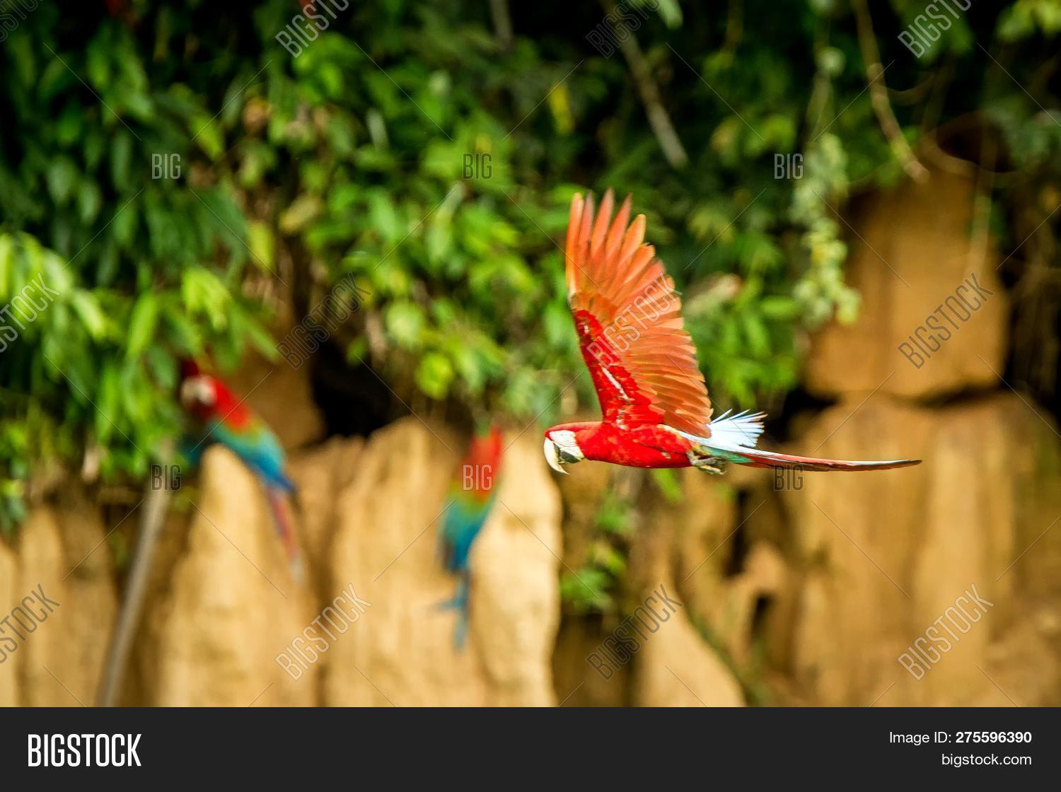 Red Parrot Flight. Image & Photo (Free Trial) | Bigstock