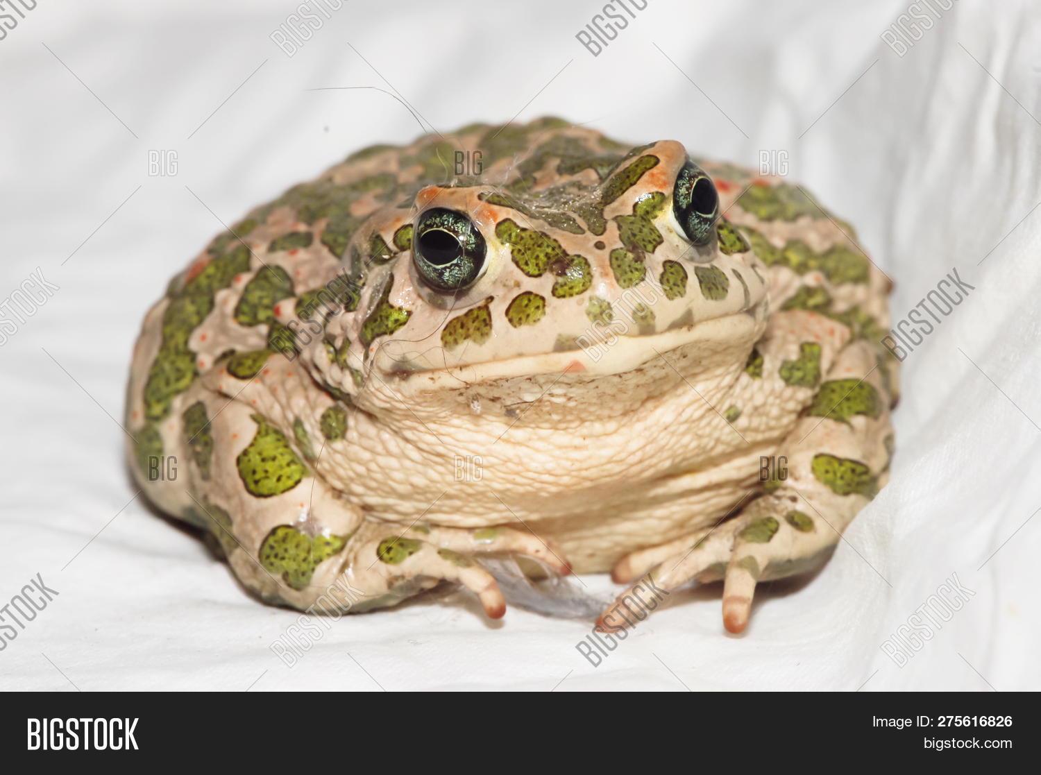 Big Ugly Frog Common Image & Photo (Free Trial) | Bigstock