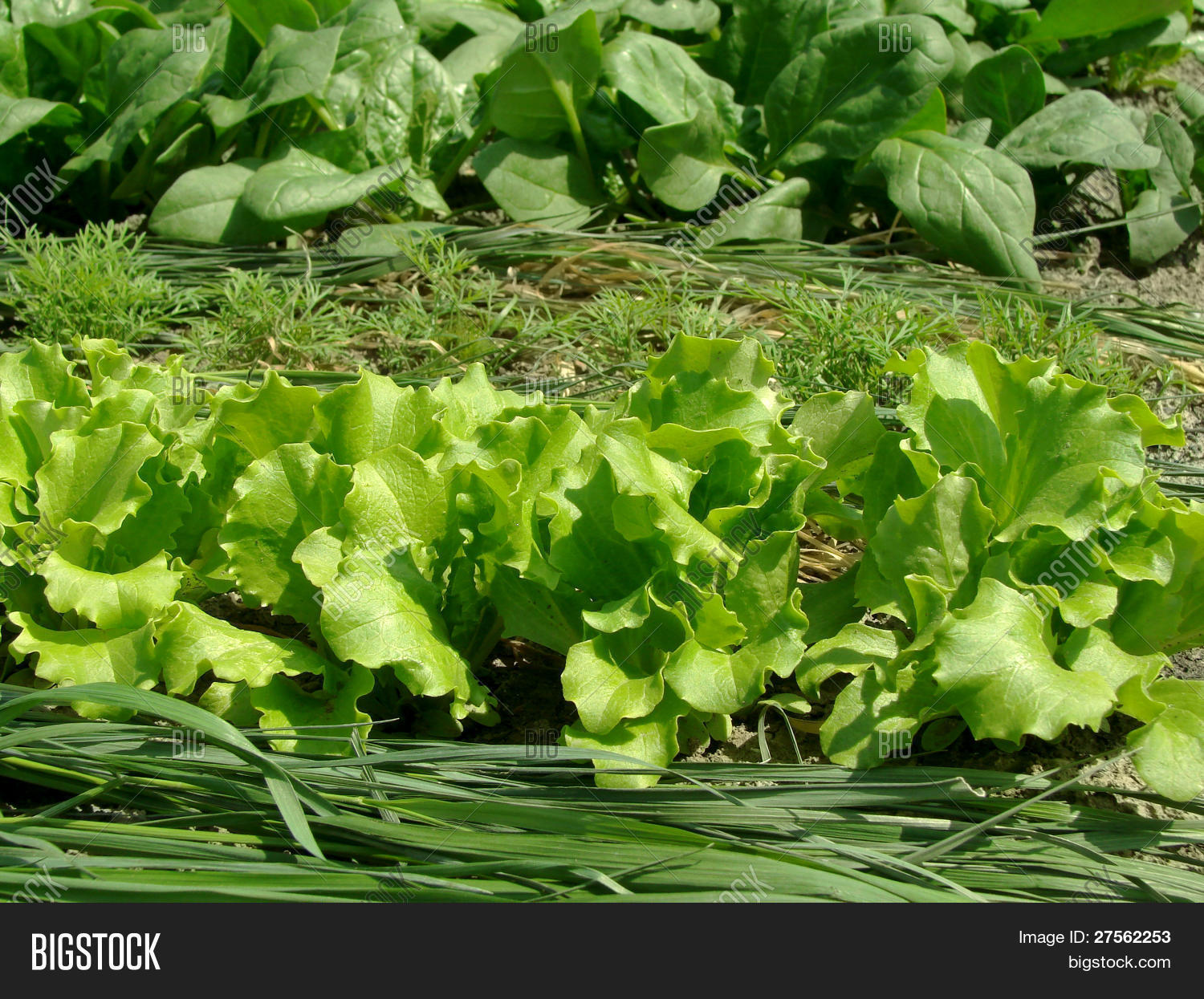 Some Types Greens Image & Photo (Free Trial) | Bigstock