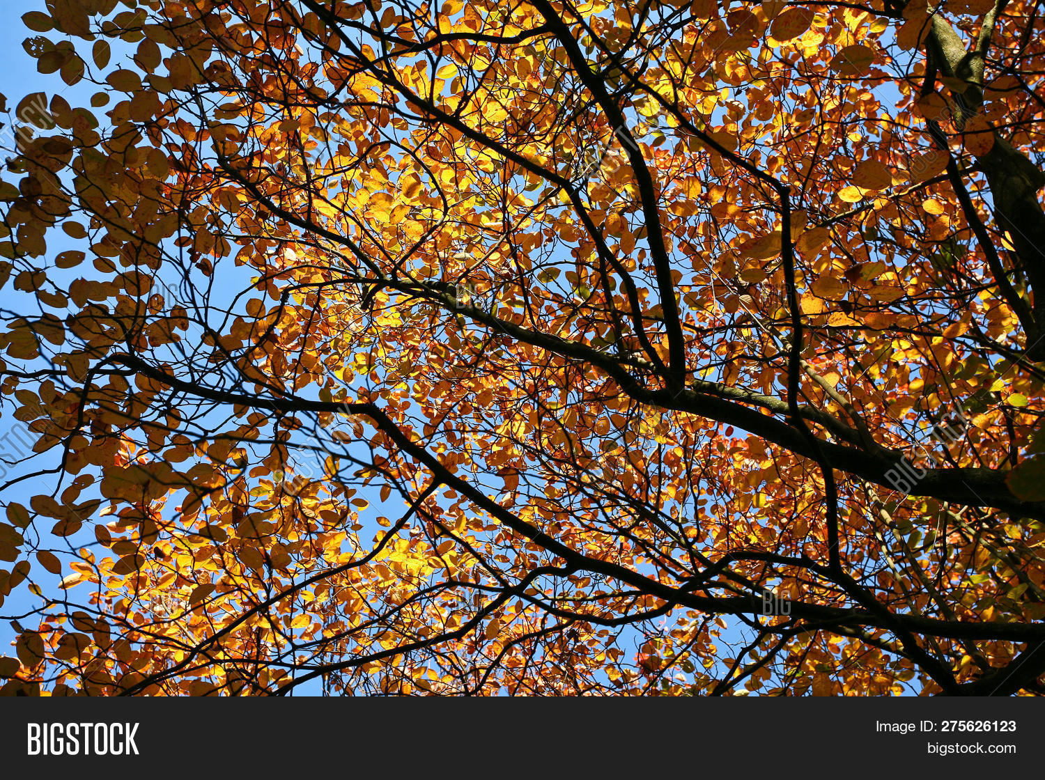 Trees Autumn Denmark Image & Photo (Free Trial) | Bigstock