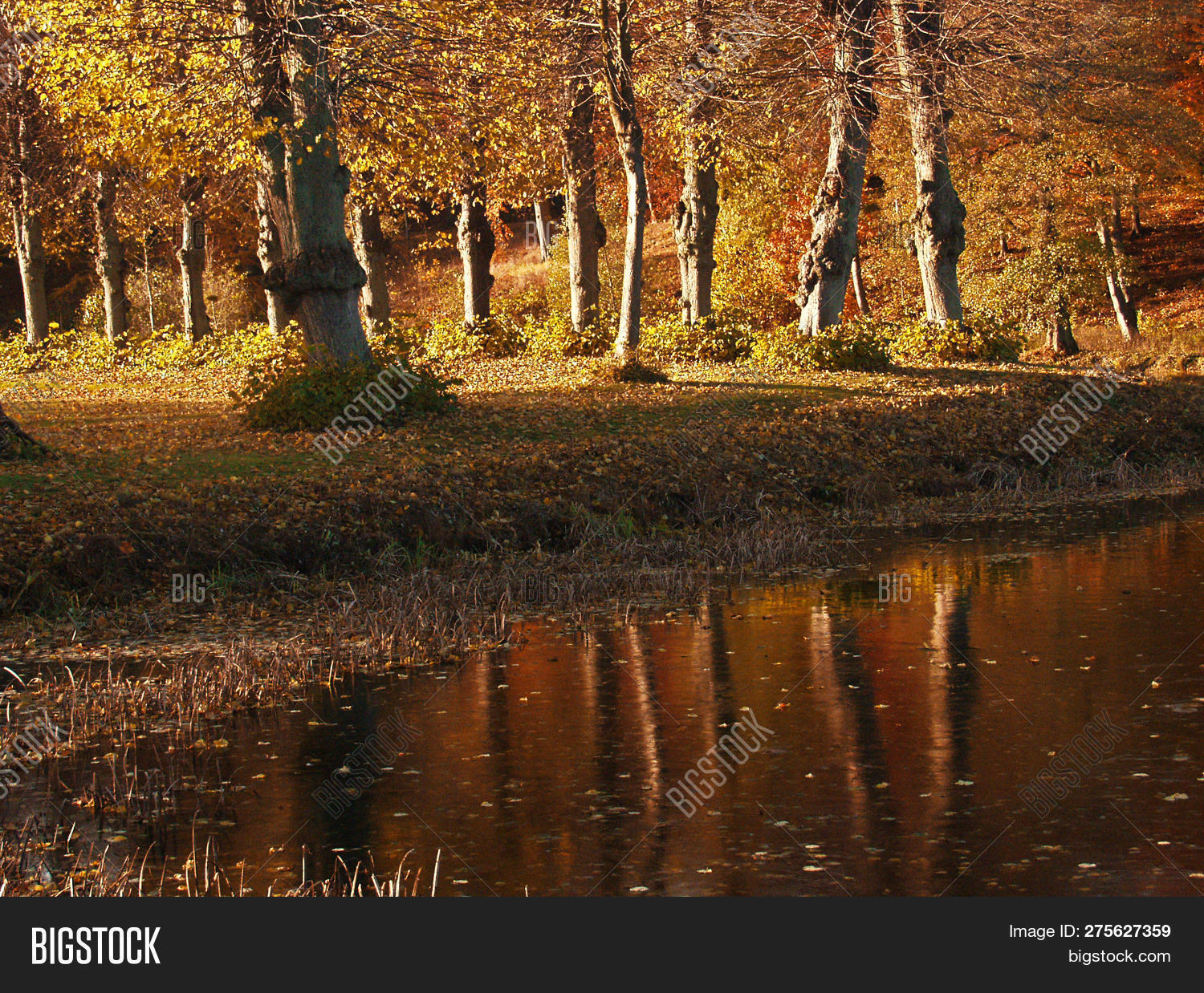 Reflection On Lake Image & Photo (Free Trial) | Bigstock