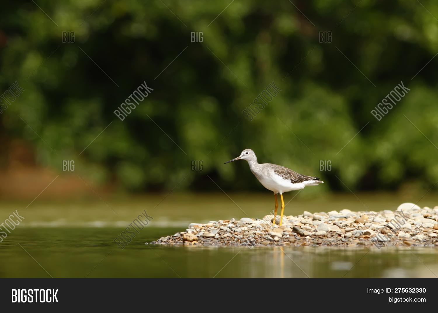Water Bird On River Image & Photo (Free Trial) | Bigstock