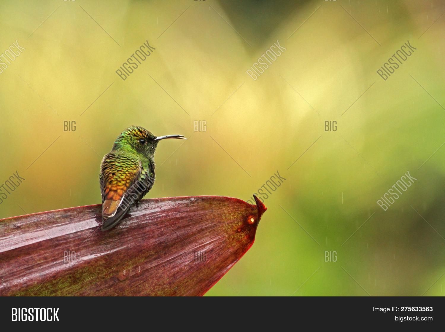 Coppery-headed Emerald Image & Photo (Free Trial) | Bigstock