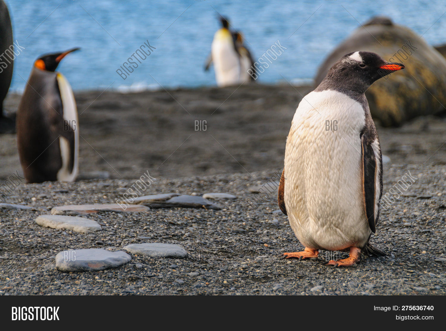 Gentoo Penguin - Image & Photo (Free Trial) | Bigstock