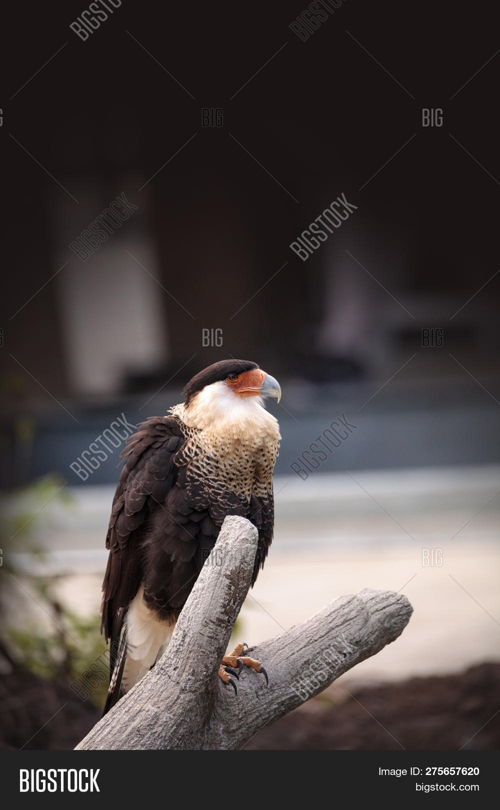 Crested Caracara Bird Image & Photo (Free Trial) | Bigstock