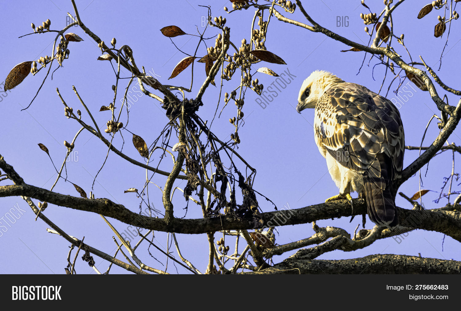 Young Changeable Hawk- Image & Photo (Free Trial) | Bigstock